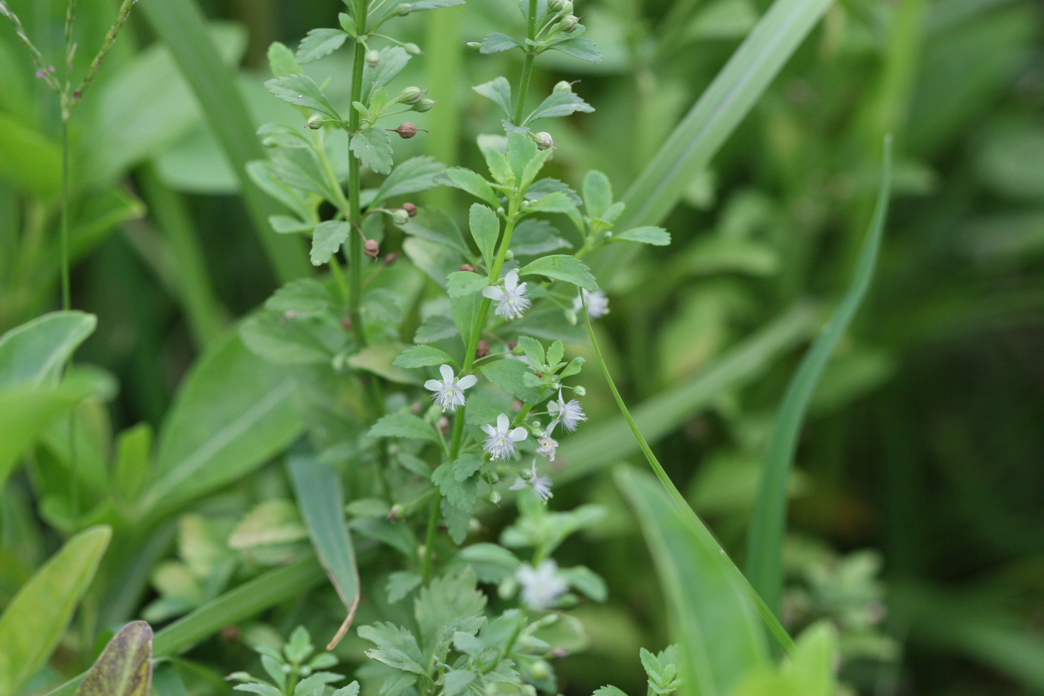 Kallurukki ( Scoparia dulcis ) Medicinal Plant – M-Tech Gardens