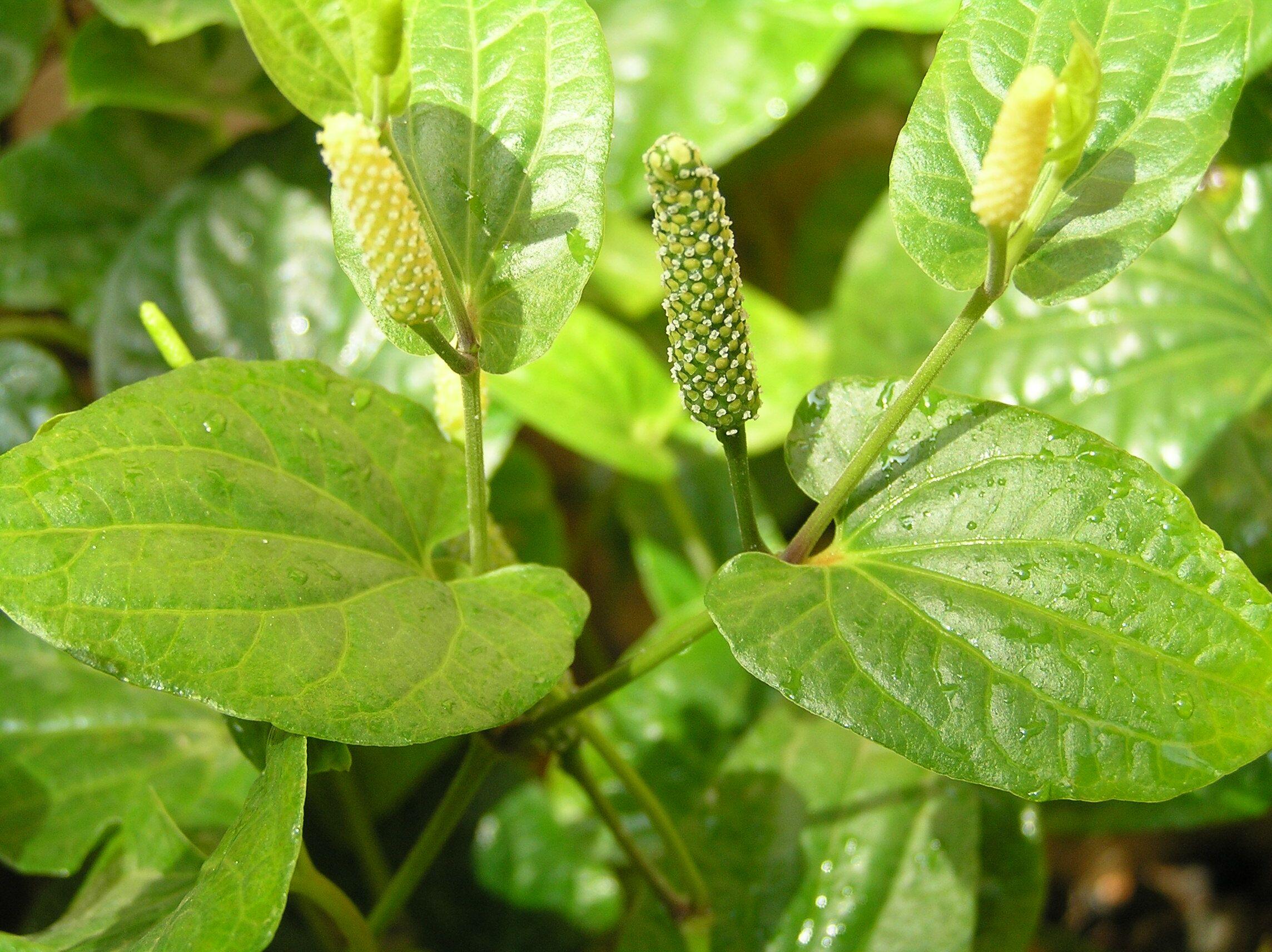 Thippali ( Piper longum ) Medicinal Plant – M-Tech Gardens