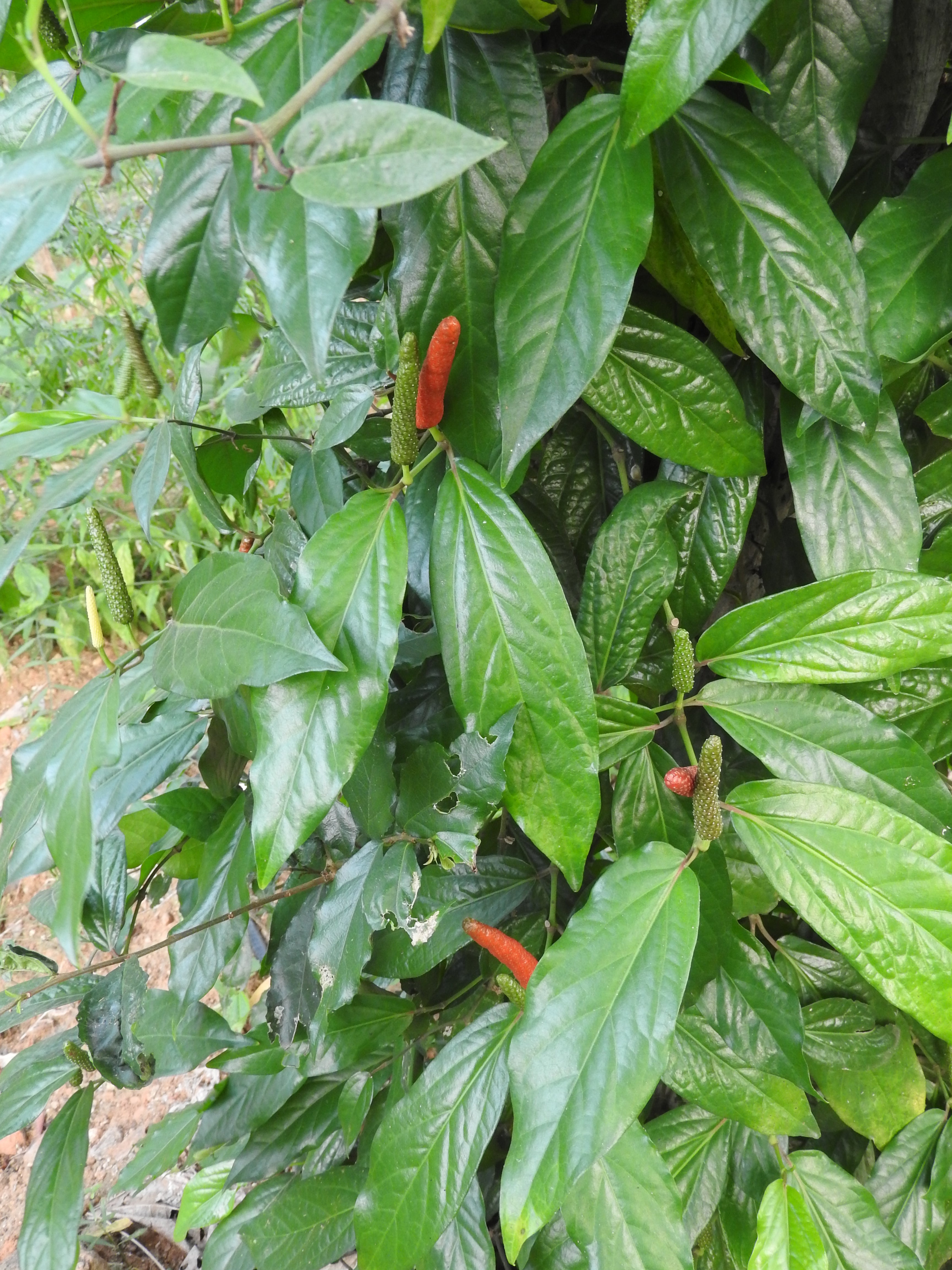 Thippali ( Piper longum ) Medicinal Plant – M-Tech Gardens