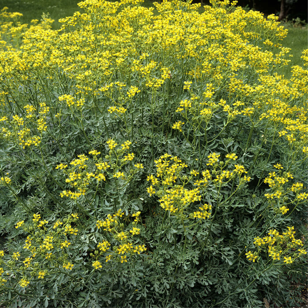Arutha ( Ruta graveolens ) Medicinal Plant – M-Tech Gardens