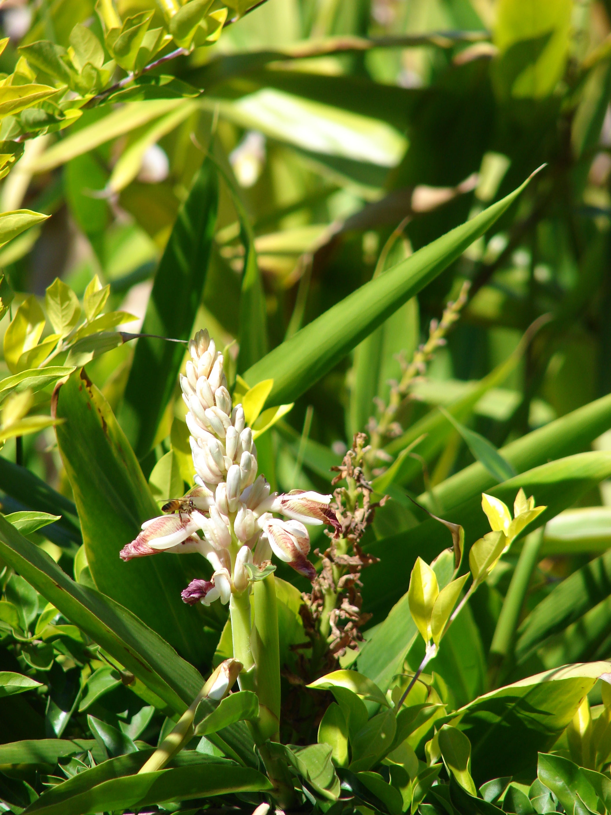 Chittaratha ( Alpinia calcarata ) Medicinal Plant – M-Tech Gardens