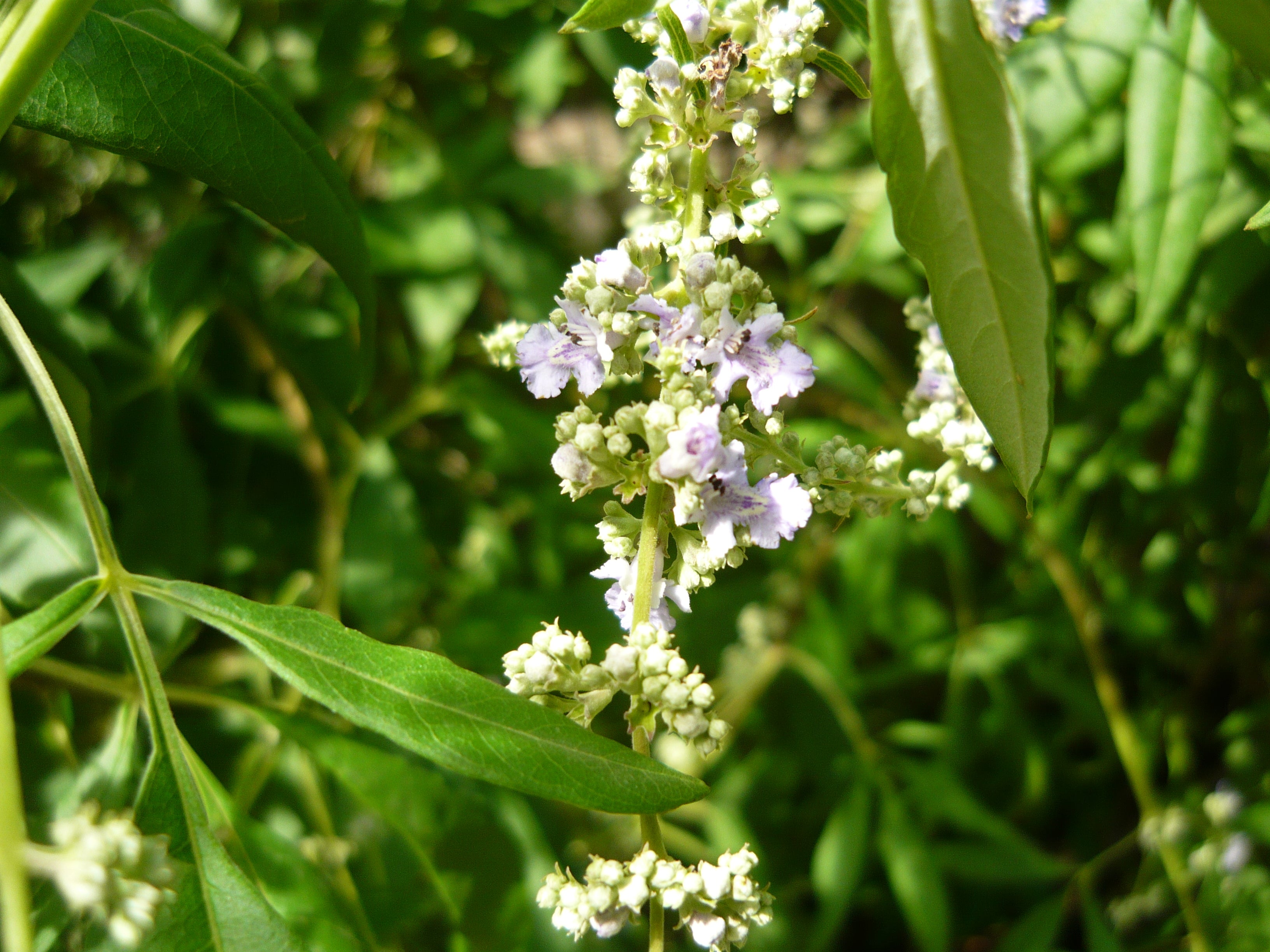 Karunochi ( Vitex negundo ) Medicinal Plant – M-Tech Gardens