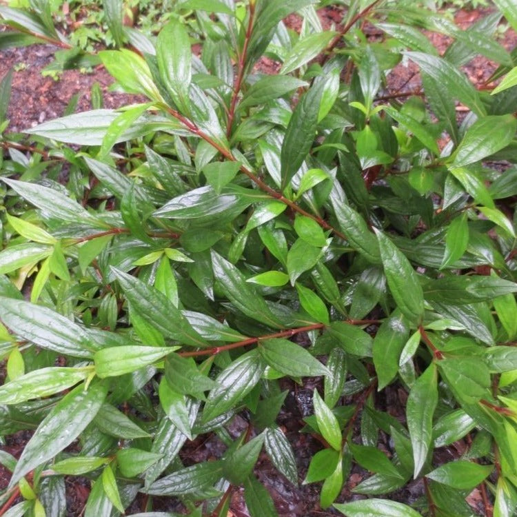Ayyapana ( Ayapana triplinervis ) Medicinal Plant – M-Tech Gardens