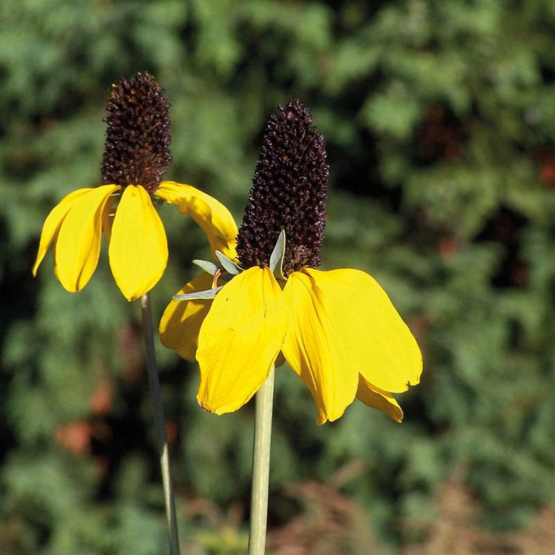 Rudbeckia " amplexicaul " Exotic 30 Flower Seeds – M-Tech Gardens