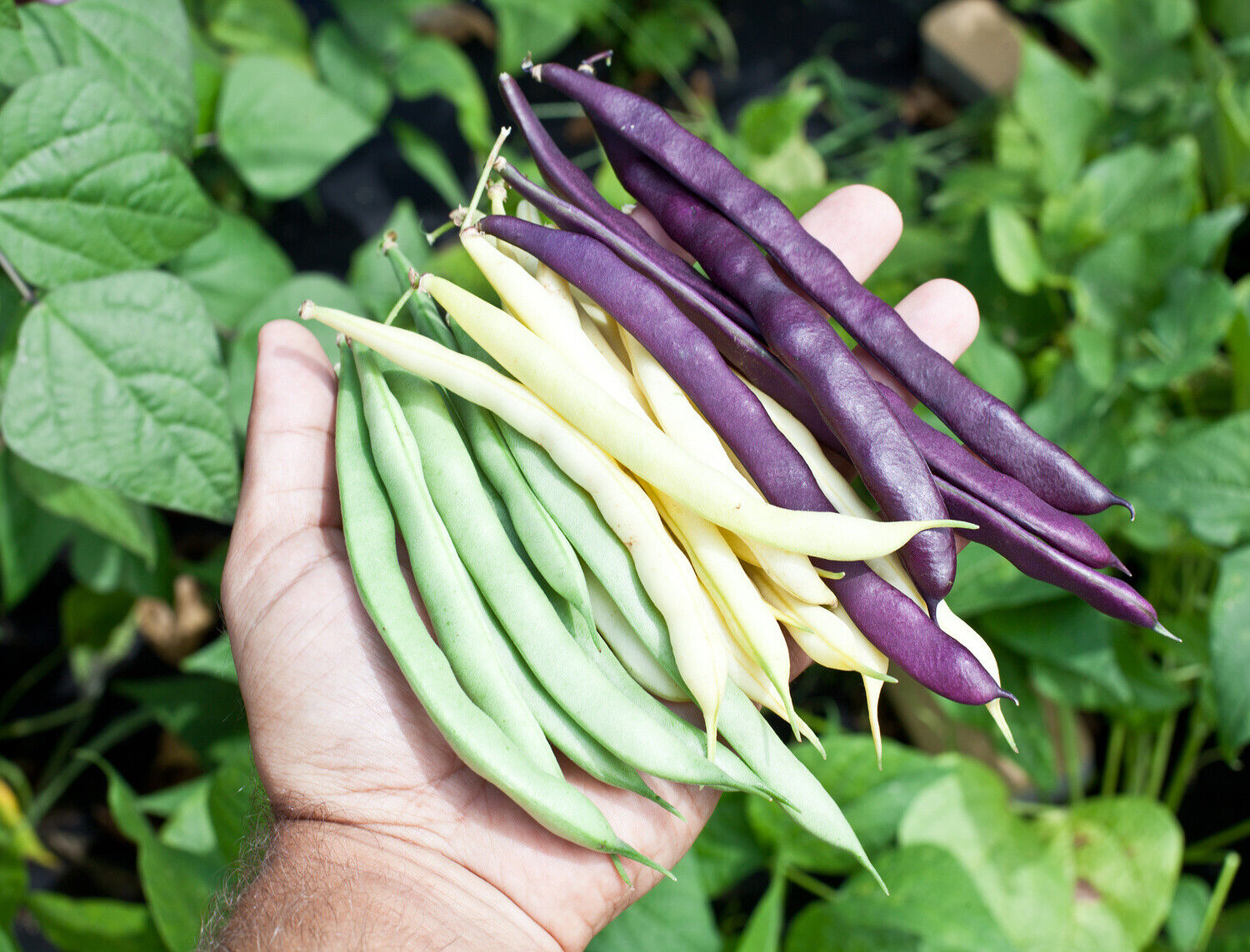 French Bean " Mixed Bush " Exotic 20 Vegetable Seeds – M-Tech Gardens