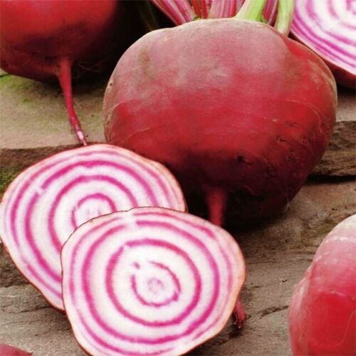 Beet Root " Chioggia Red " Exotic 20 Vegetable Seeds – M-Tech Gardens