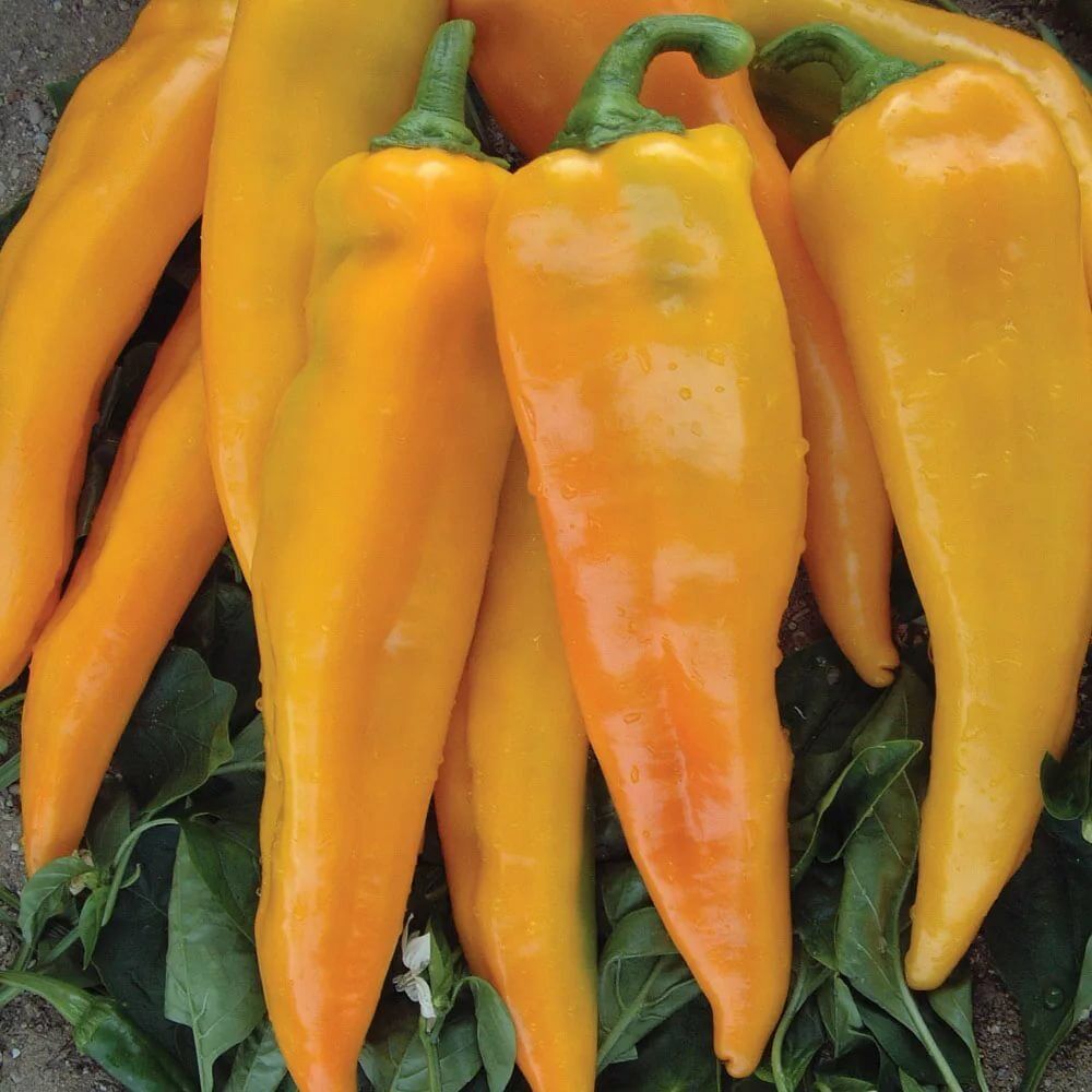Chilli " Yellow Horn " Exotic 50 Vegetable Seeds – M-Tech Gardens