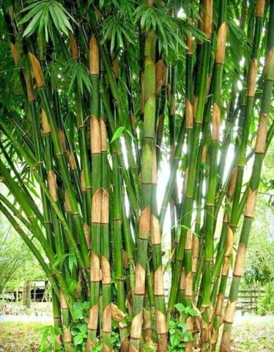 Bamboo " Striped " Exotic 40 Tree Seeds – M-Tech Gardens