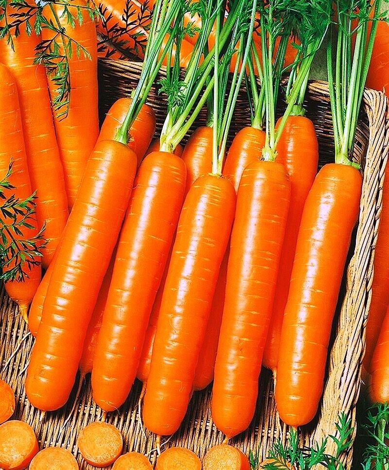 Carrot " Trophy " Exotic 40 Vegetable Seeds – M-Tech Gardens