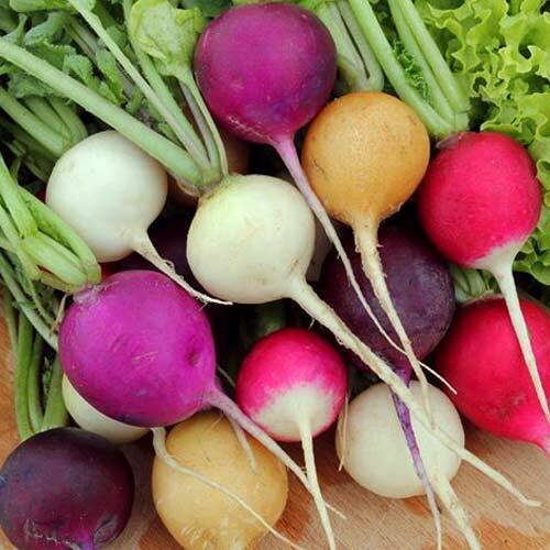 Radish " Rainbow Mix " Exotic 20 Vegetable Seeds – M-Tech Gardens