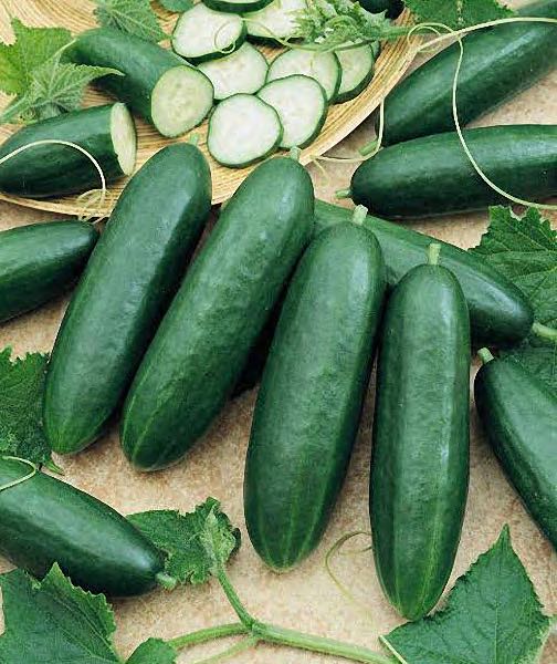 Cucumber " Diva " Exotic 20 Vegetable Seeds – M-Tech Gardens