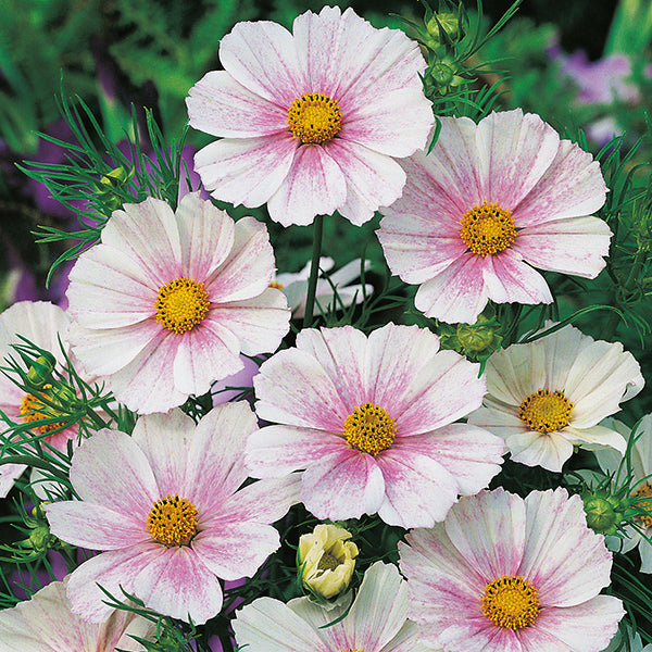 Cosmos " Flush " Exotic 30 Flower Seeds – M-Tech Gardens