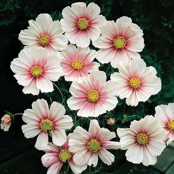 Cosmos " Daydream " Exotic 30 Flower Seeds – M-Tech Gardens