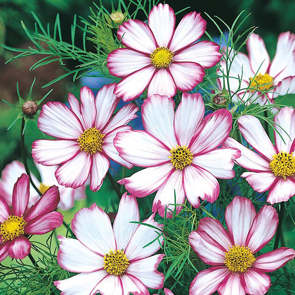 Cosmos " Candy Stripe " Exotic 30 Flower Seeds – M-Tech Gardens