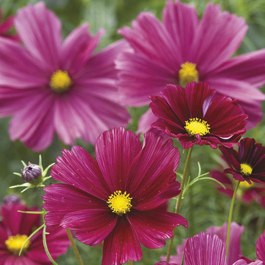 Cosmos " Rubenza " Exotic 30 Flower Seeds – M-Tech Gardens