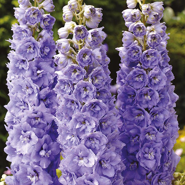 Delphinium " Centurion Lavender " Exotic 50 Flower Seeds – M-Tech Gardens