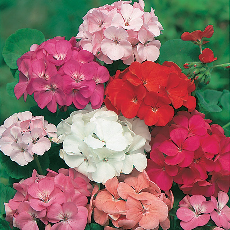 Geranium " Mixed F2 " Exotic 20 Flower Seeds – M-Tech Gardens