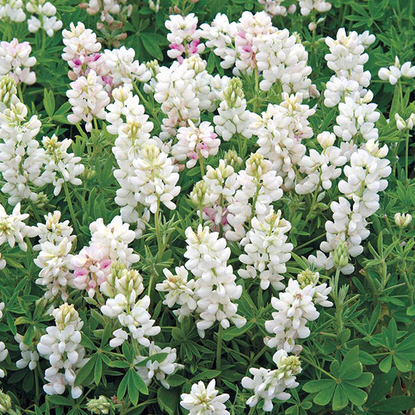 Lupin " Snow Pixie " Exotic 20 Flower Seeds – M-Tech Gardens