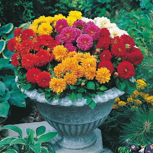 Dahlia " Dwarf Double Mixed " Exotic 30 Flower Seeds – M-Tech Gardens