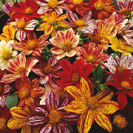Dahlia " Fireworks " Exotic 30 Flower Seeds – M-Tech Gardens