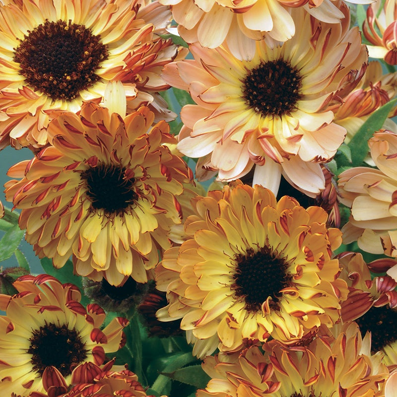 Calendula " Sunset Buff " Exotic 30 Flower Seeds – M-Tech Gardens