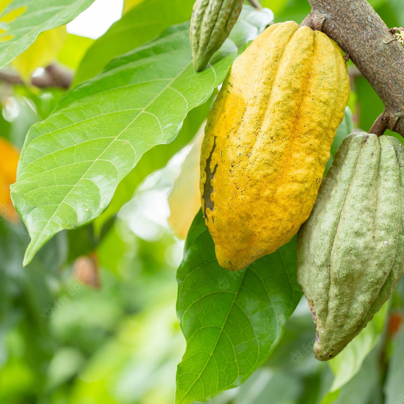 Cocoa Chocolate Plant Theobroma cacao Plant – M-Tech Gardens