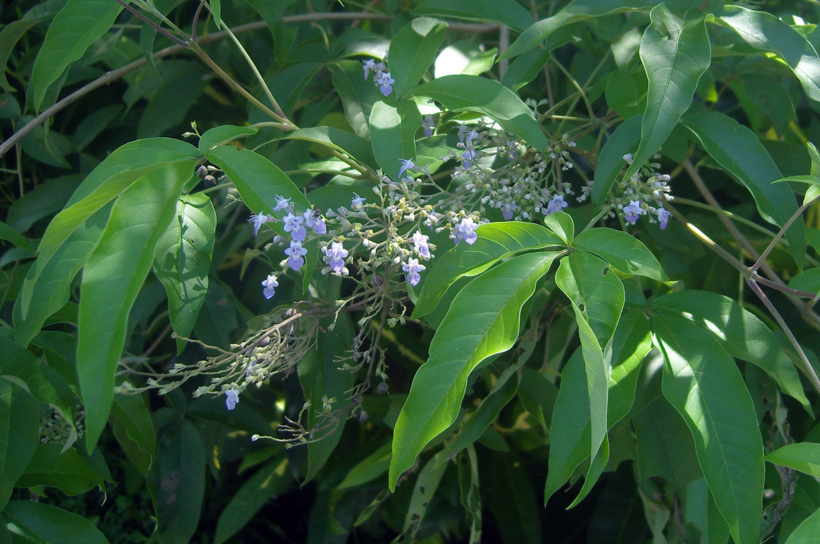 Karunochi ( Vitex negundo ) Medicinal Plant – M-Tech Gardens