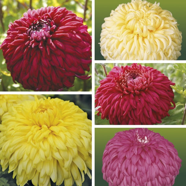 Chrysanthemum " Reflex Bloom Mixed " Exotic 30 Flower Seeds – M-Tech ...