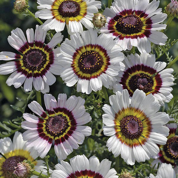Chrysanthemum " Cockade " Exotic 30 Flower Seeds – M-Tech Gardens