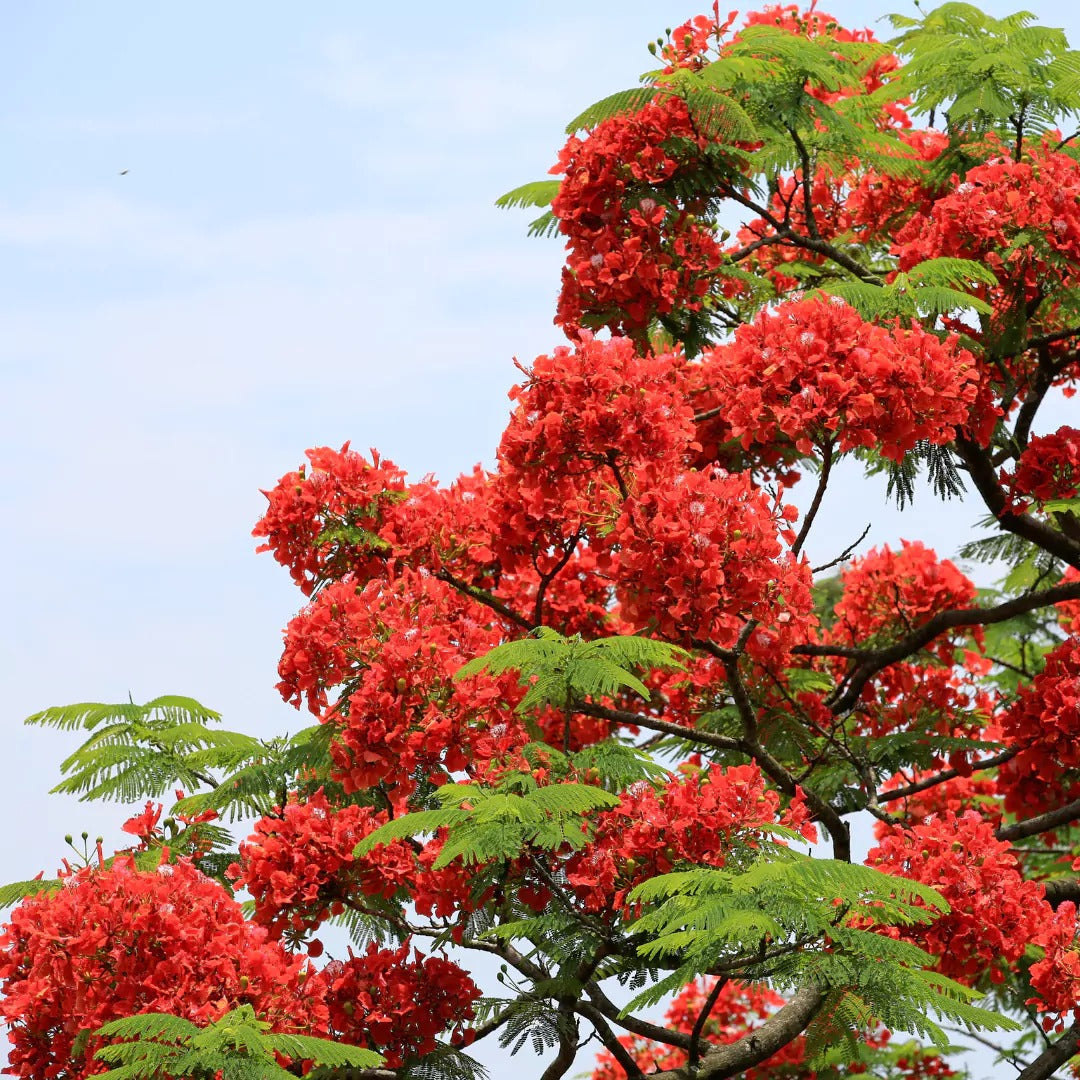 Gulmohar - Delonix regia Tree Plant – M-Tech Gardens