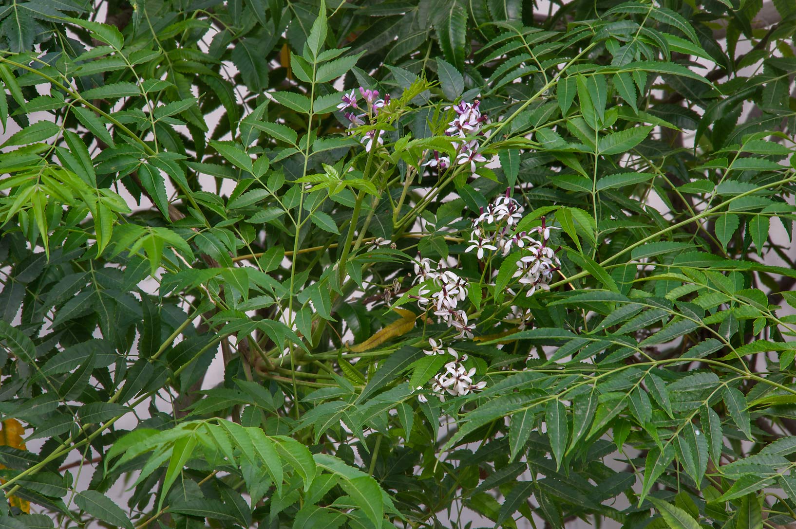 Malaveppu - Melia dubia Malavembu Tree Plant – M-Tech Gardens