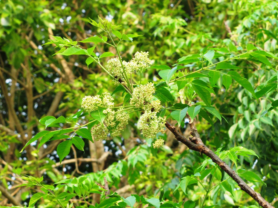 Malaveppu - Melia dubia Malavembu Tree Plant – M-Tech Gardens