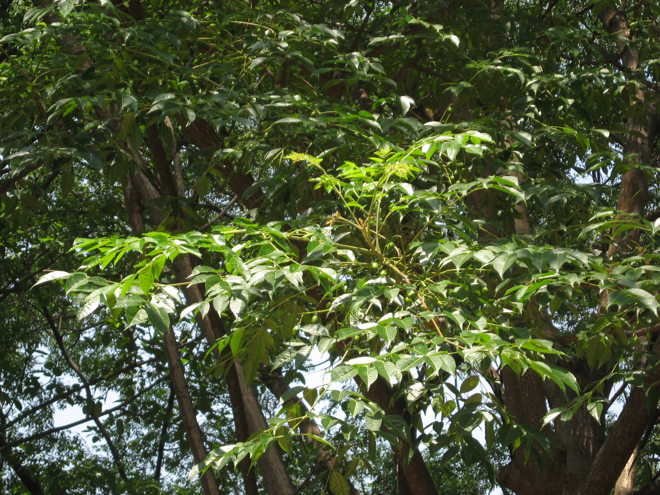Malaveppu - Melia dubia Malavembu Tree Plant – M-Tech Gardens