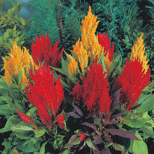 Celosia " Eternal Flames " Exotic 100 Flower Seeds – M-Tech Gardens