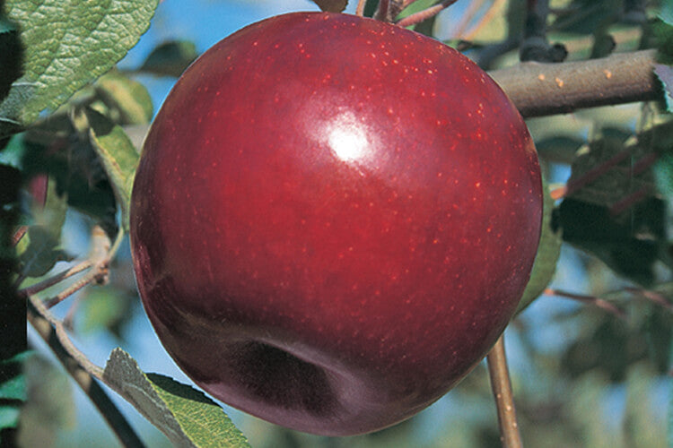 Apple " Ruby Jon " Exotic 10 Fruit Seeds – M-Tech Gardens
