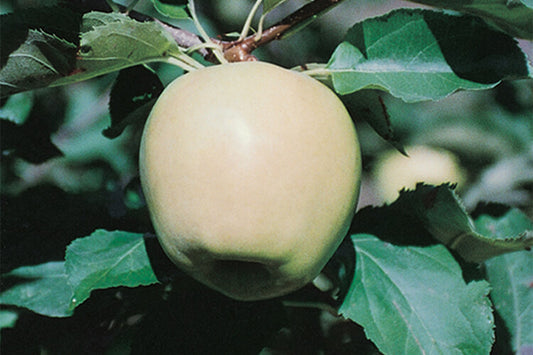 Apple " Mutsu " Exotic 10 Fruit Seeds – M-Tech Gardens
