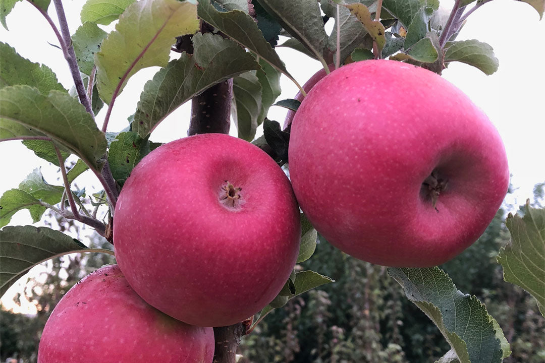 Apple " Pink Lady " Exotic 10 Fruit Seeds – M-Tech Gardens