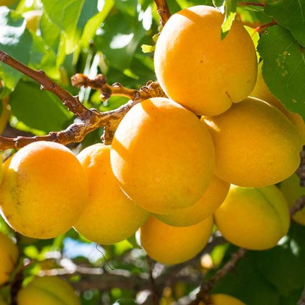 Apricot " Golden Glow " Exotic 5 Fruit Seeds – M-Tech Gardens