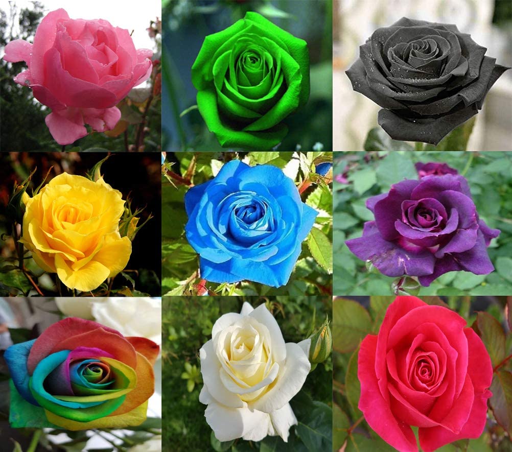 Rose " Mixed " Exotic 20 Flower Seeds – M-Tech Gardens
