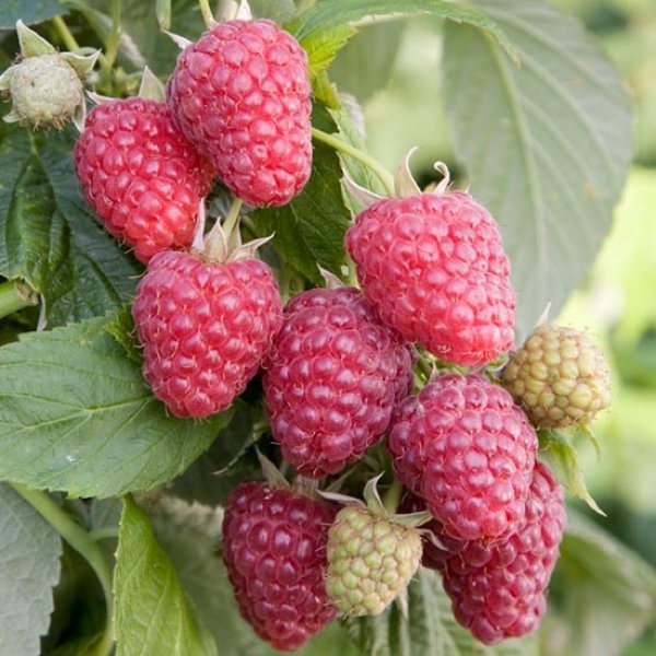 Raspberry " Joan J " Exotic 50 Fruit Seeds – M-Tech Gardens