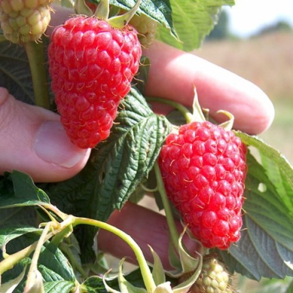 Raspberry " Autumn Treasure " Exotic 50 Fruit Seeds – M-Tech Gardens