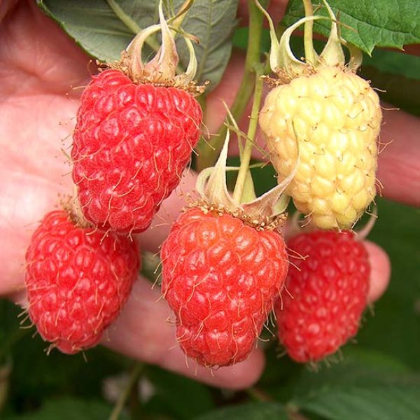 Raspberry " Malling Juno " Exotic 50 Fruit Seeds – M-Tech Gardens