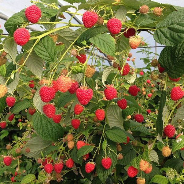 Raspberry " Paris " Exotic 50 Fruit Seeds – M-Tech Gardens