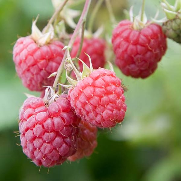 Raspberry " Octavia " Exotic 50 Fruit Seeds – M-Tech Gardens