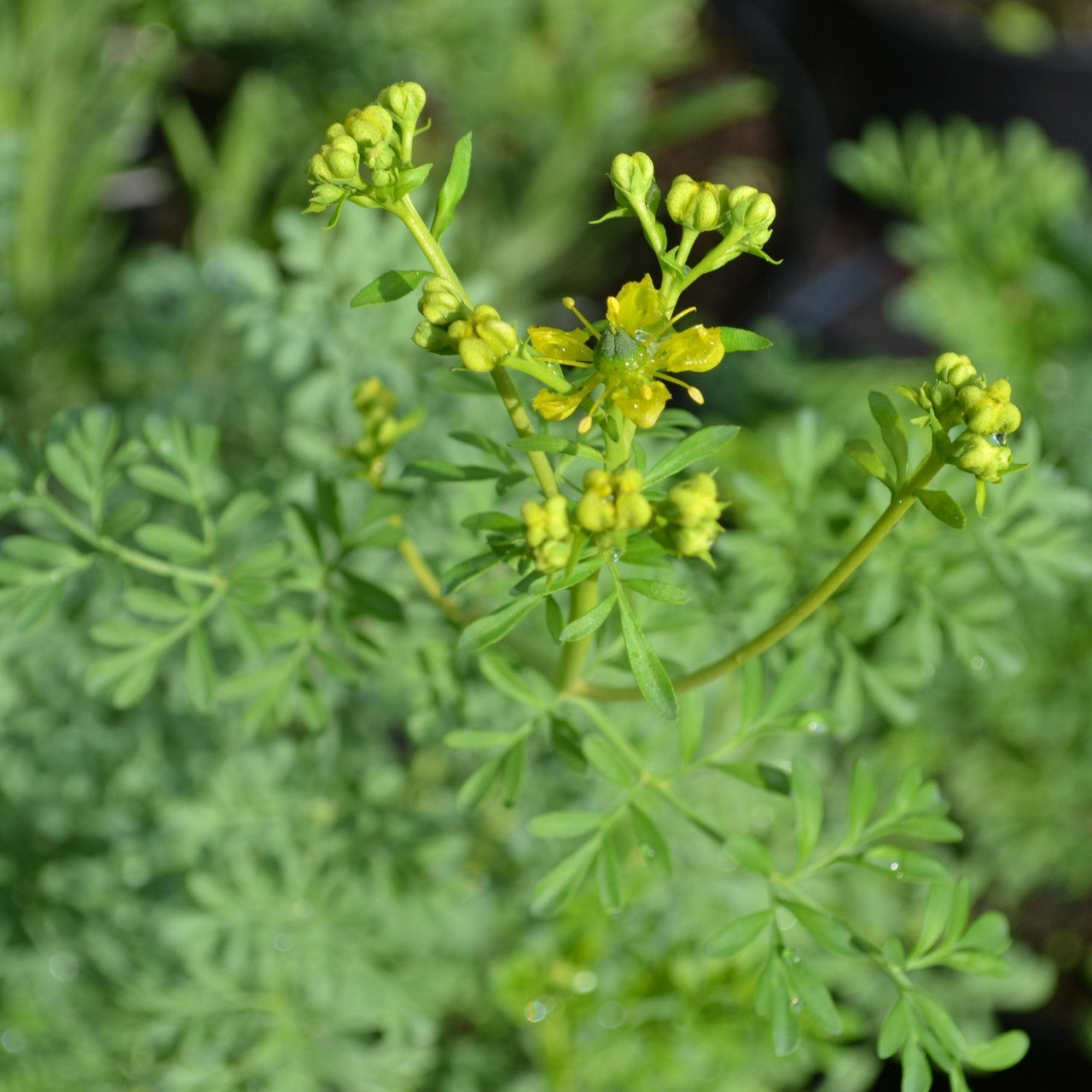 Arutha ( Ruta graveolens ) Medicinal Plant – M-Tech Gardens
