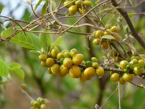 Ekanaayakam ( Salacia oblonga ) Medicinal Plant – M-Tech Gardens