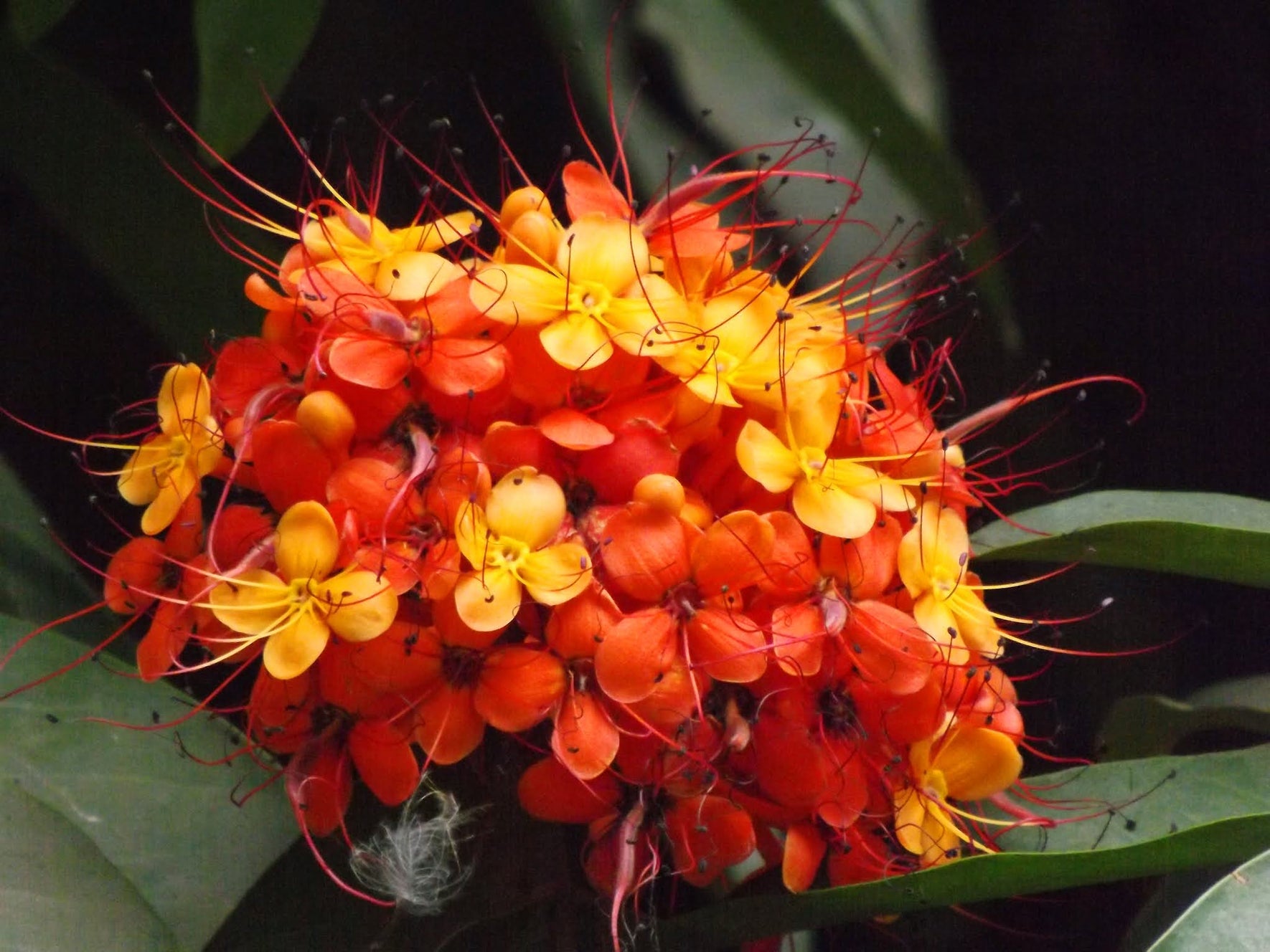 Ashokam ( Saraca asoca ) Medicinal Plant – M-Tech Gardens